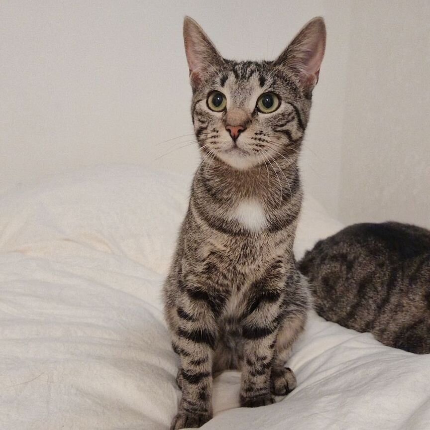 Европейский короткошёрстный котёнок