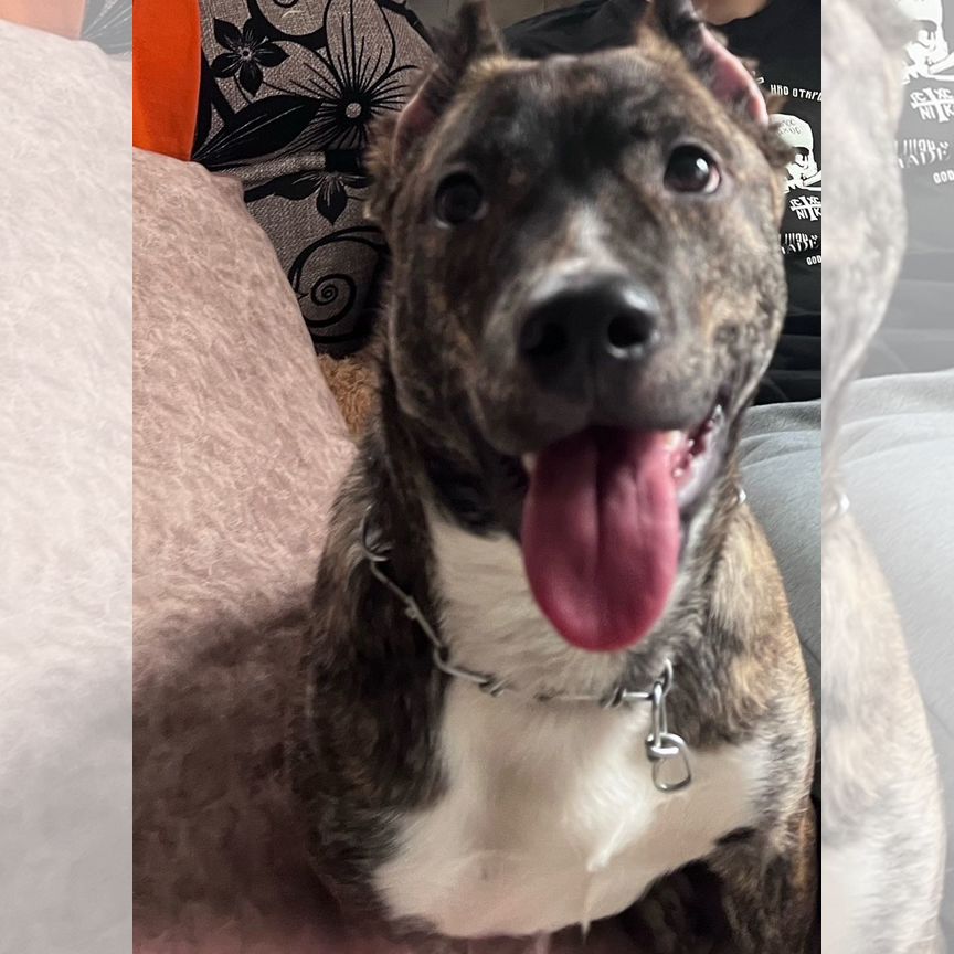 Американский стаффордширский терьер, взрослая собака