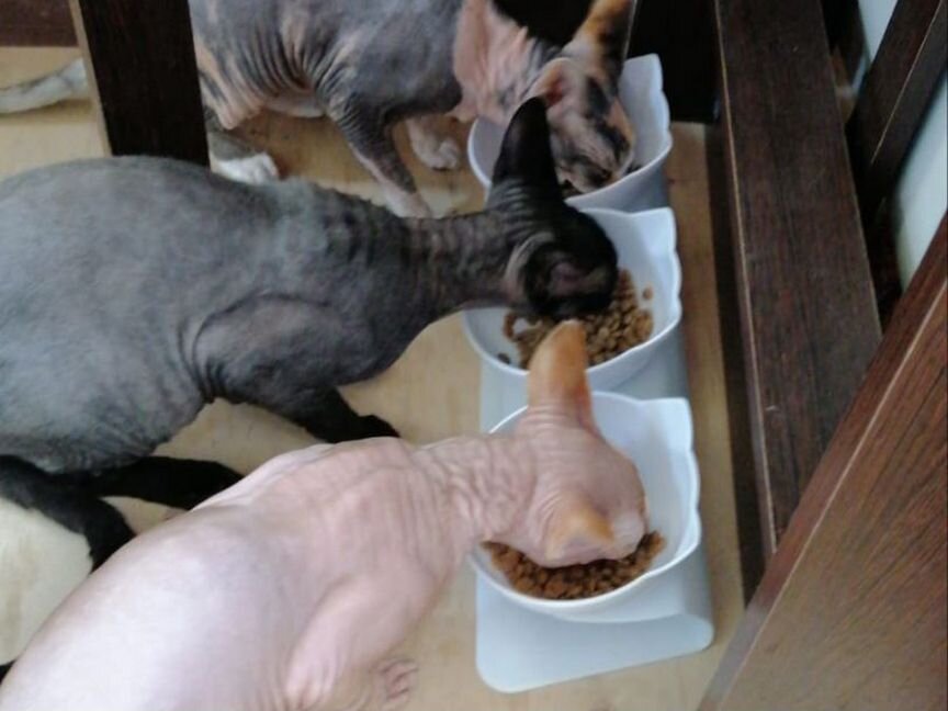 Отдам Канадских Сфинсов