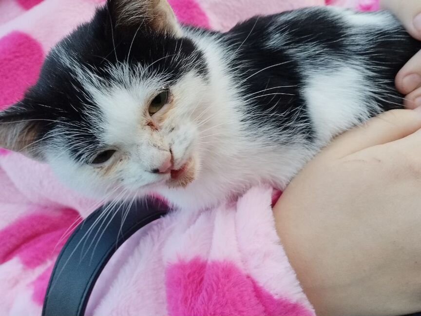 Маленький котеночек в дар