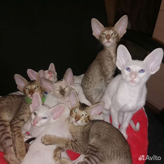 Продаются ориентальные котята