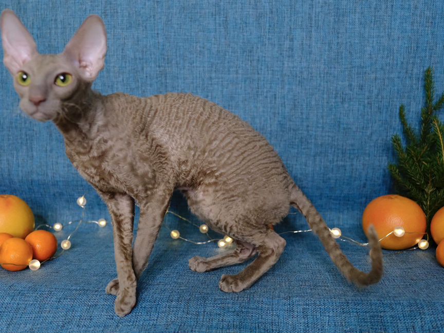 Лиловое счастье на Новый год