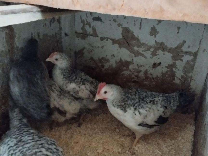 Молодые петушки