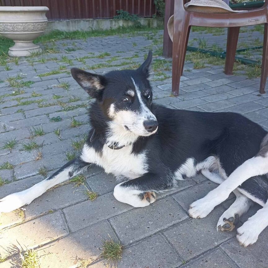 Собака в добрые руки