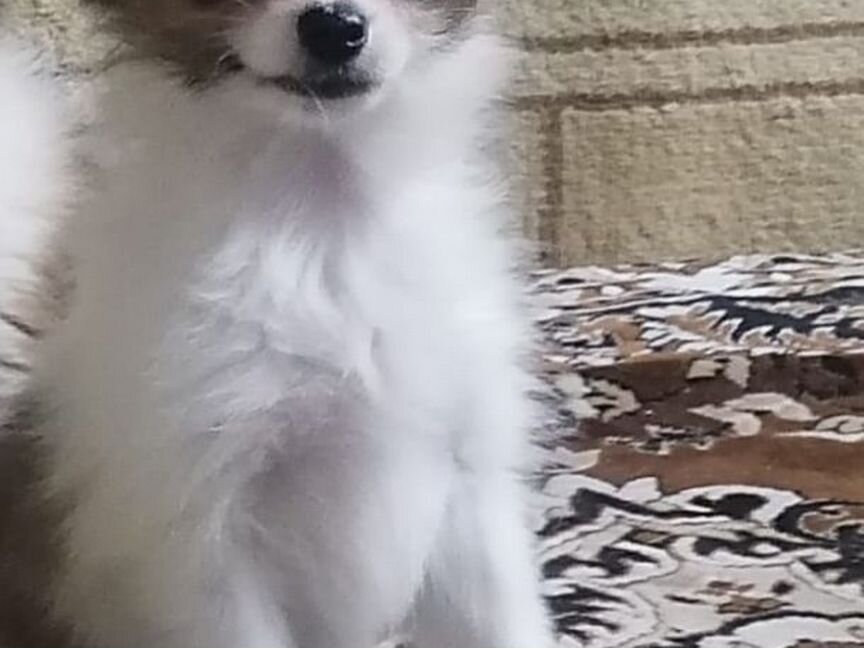 Папийон мальчик 4 месяца