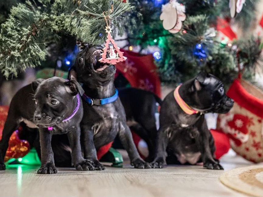 Щенки стаффордширского бультерьера