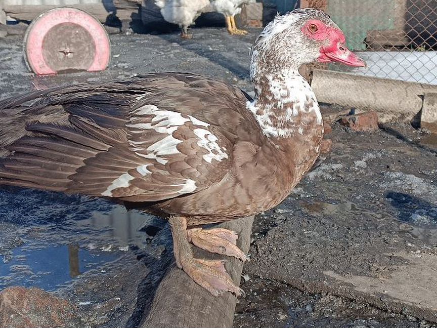 Селезень мускусной утки