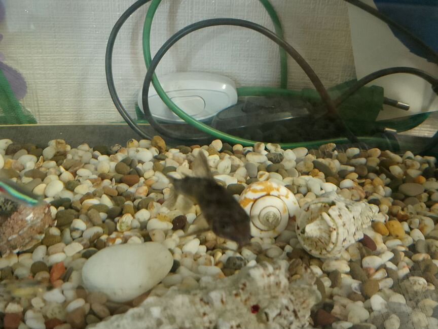 Аквариумные рыбки хищные