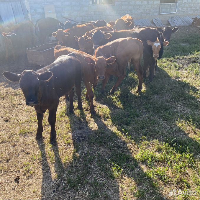 Бычки телки