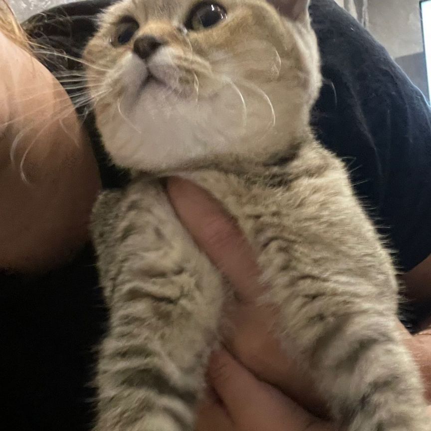 Шотландская золотая шиншилла