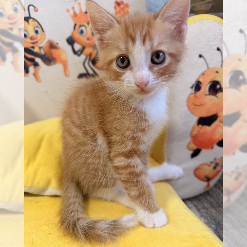 Котёнок в добрые руки