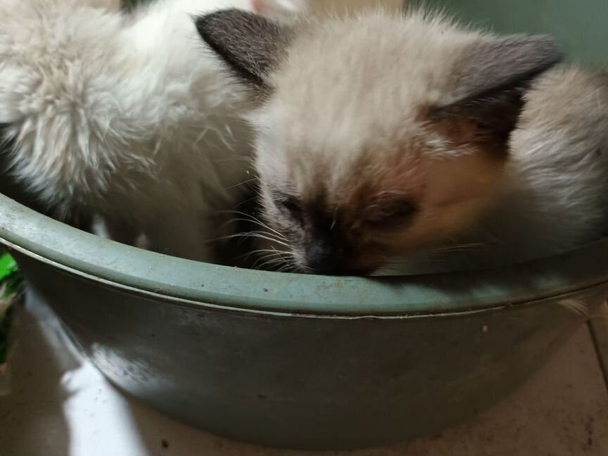 Кошки в добрые руки бесплатно