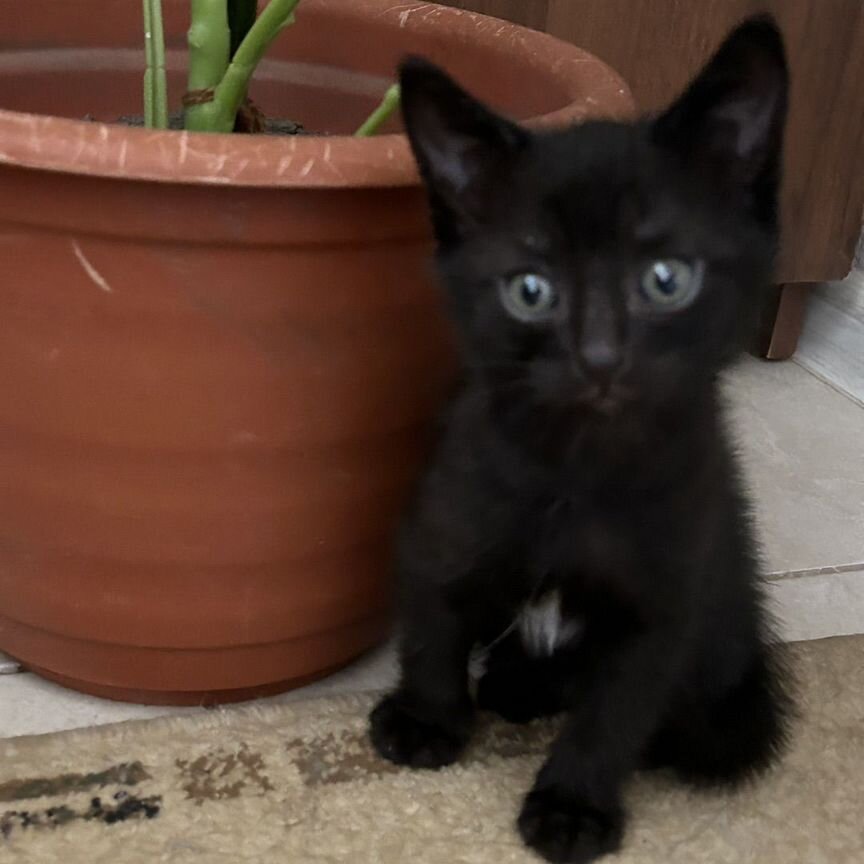 Отдам кошечку в добрые руки