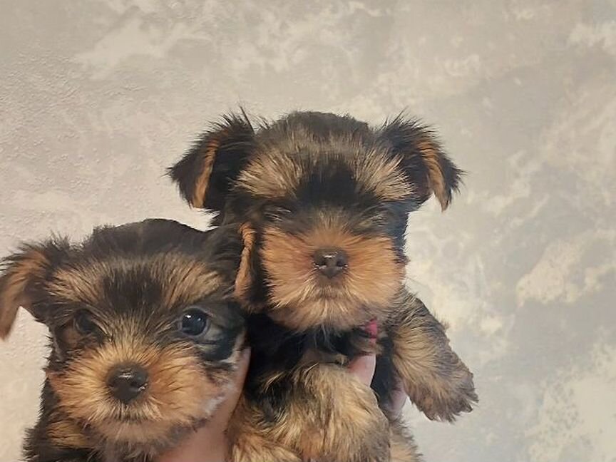 Йоркширский терьер щенки
