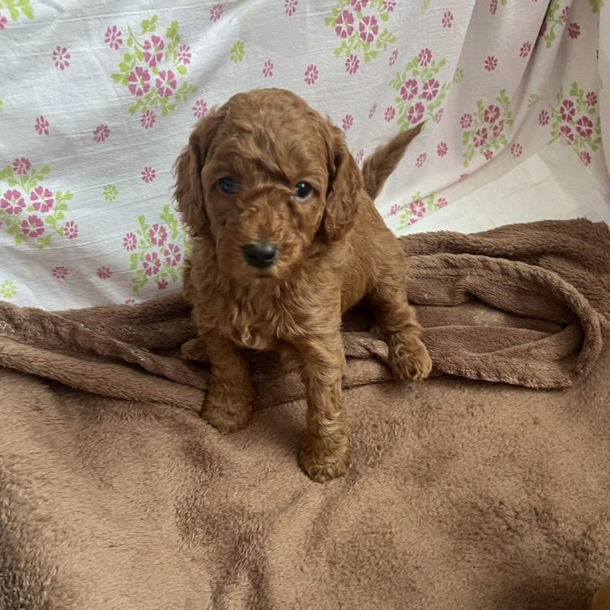 Пудель, щенок