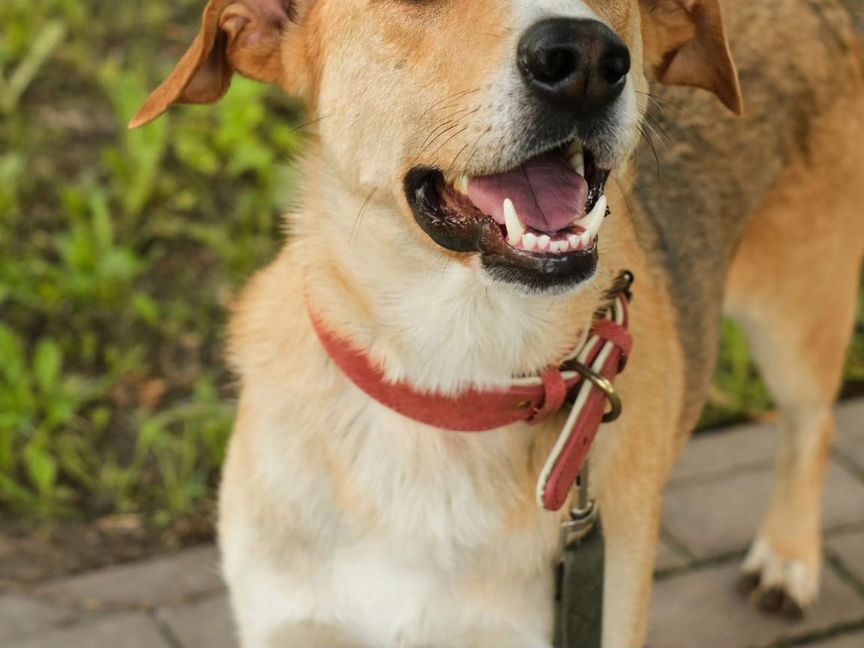 Собаки бесплатно