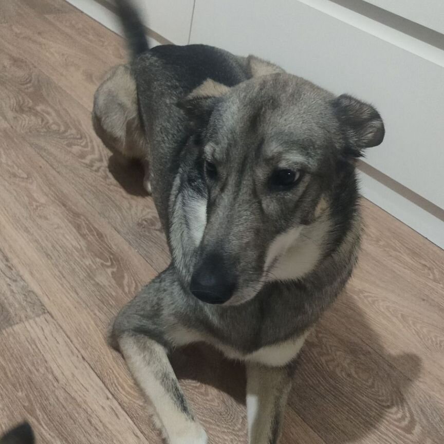 Взрослая собака в добрые руки