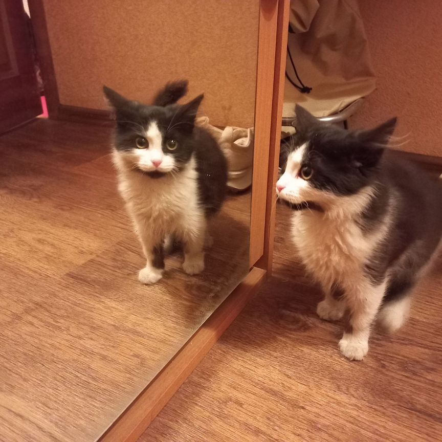 Чудесный котёнок