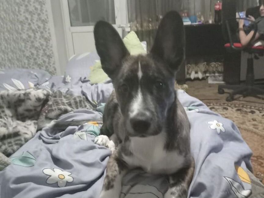 Собака в добрые руки щенок