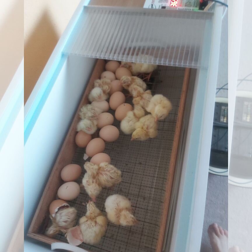 Цыплята суточные несушки Декалб Уайт