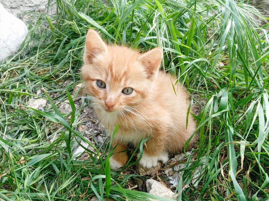 Котята для души