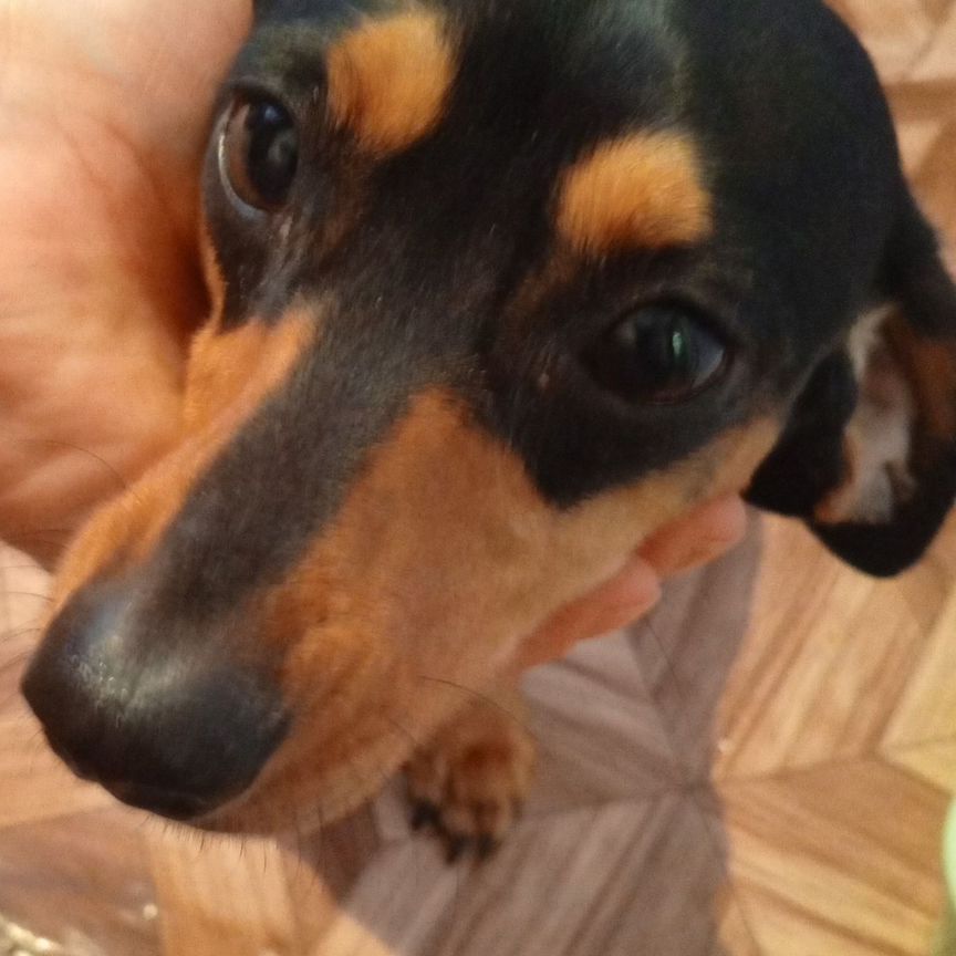 Такса, взрослая собака