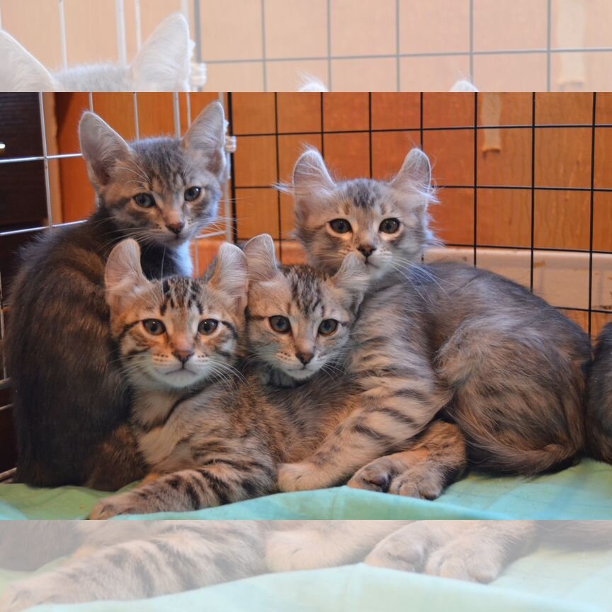 Отдам котят метисов