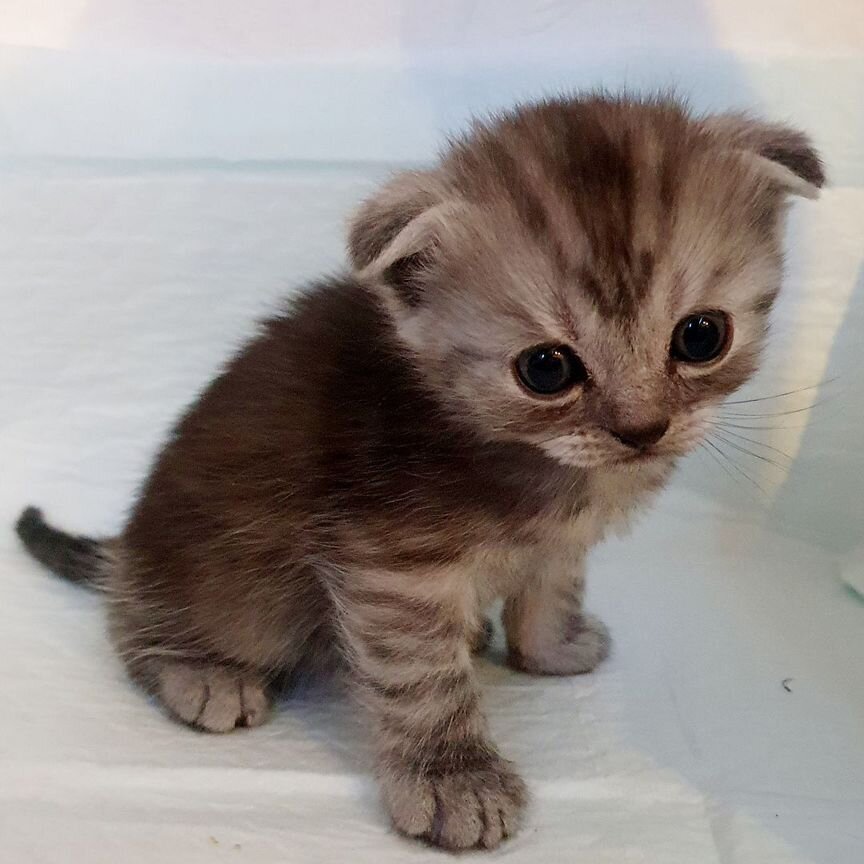 Шотландская