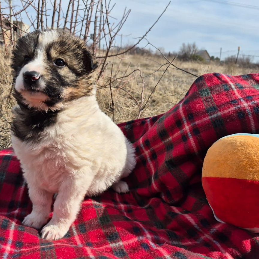 Собака в добрые руки