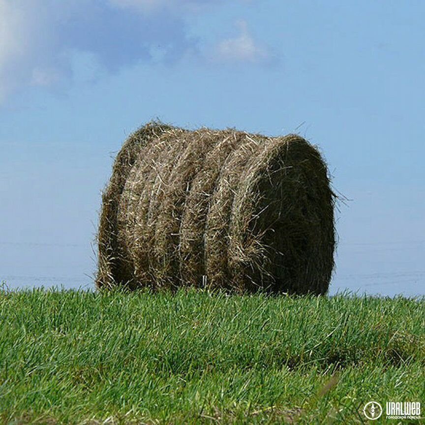 Сено люцерны в тюках