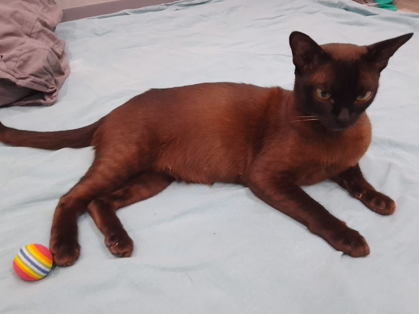 Котята бурманской кошки