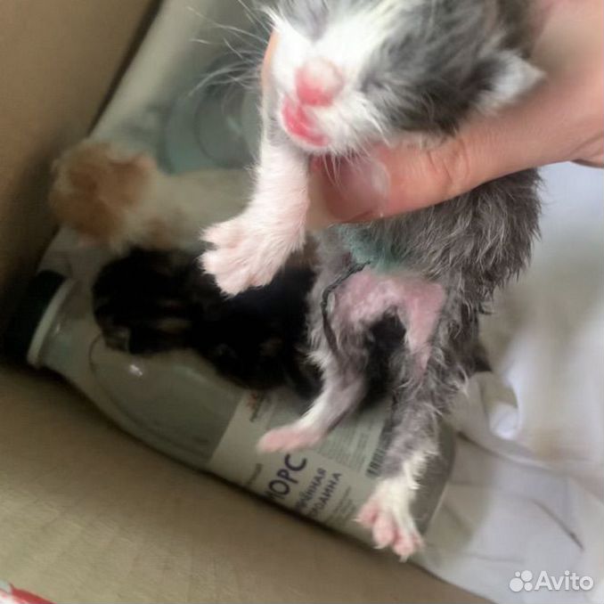 Красивые маленькие котята