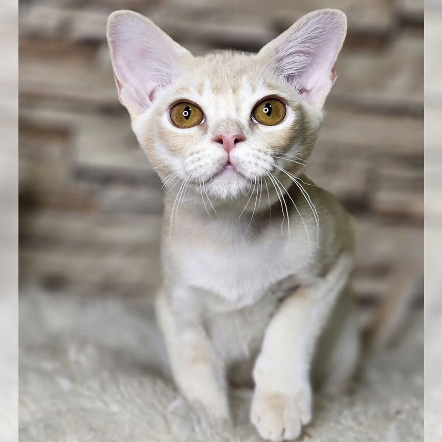 Бурманские котята