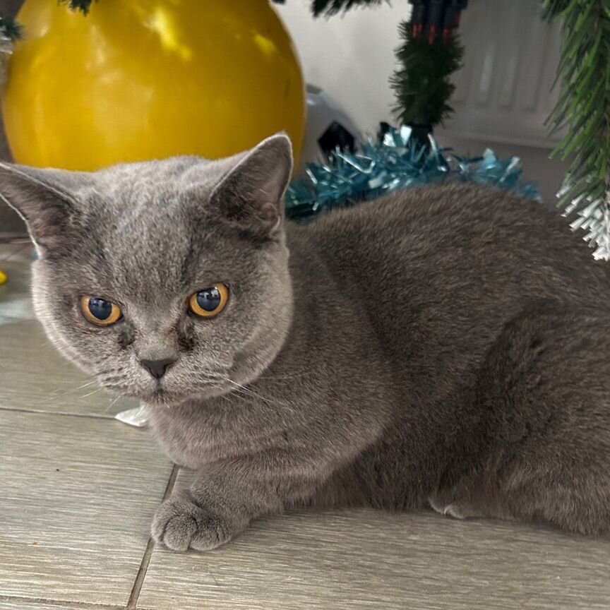 Манчкины кошки