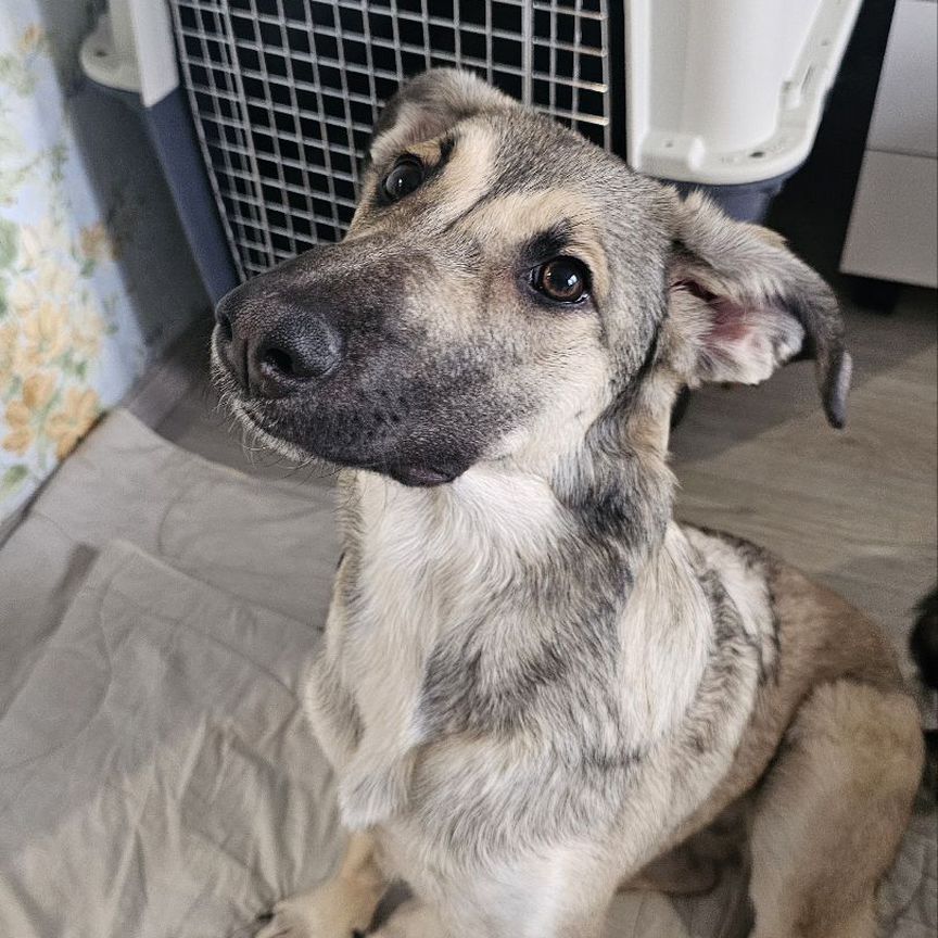 Собачка Беляш: любовь и нежность