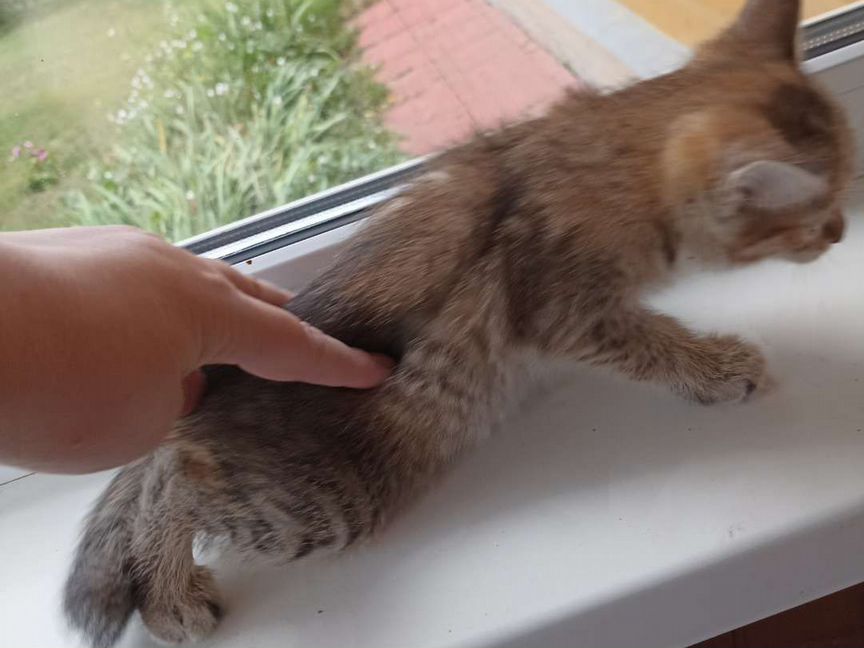 Котята курильского бобтейла