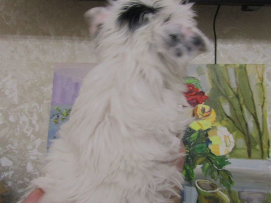 Йоркширский терьер белый мини