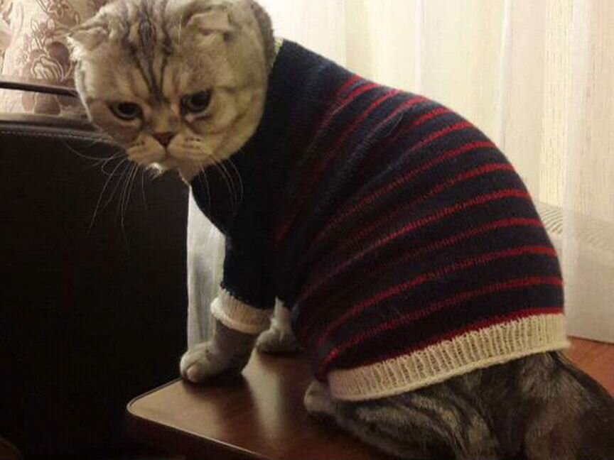 Кофточка для кошек и мелких собак