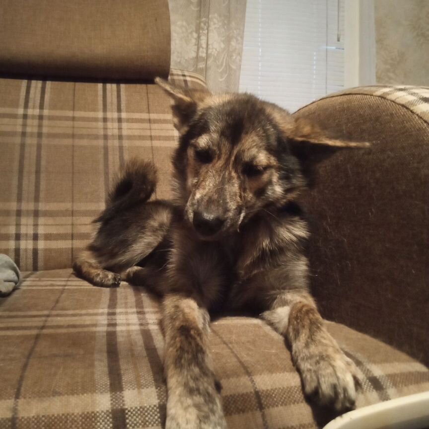 Помесь с хаски в добрые руки