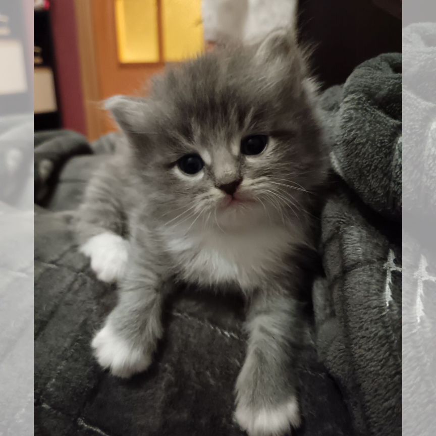 Сибирский котёнок