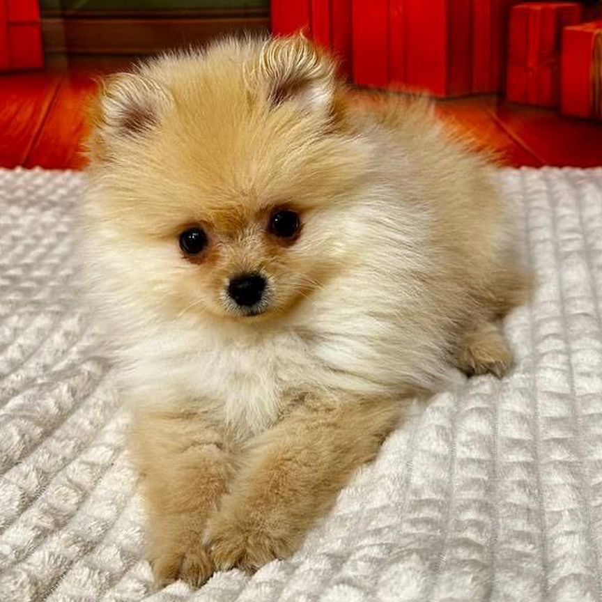 Померанский шпиц, щенок