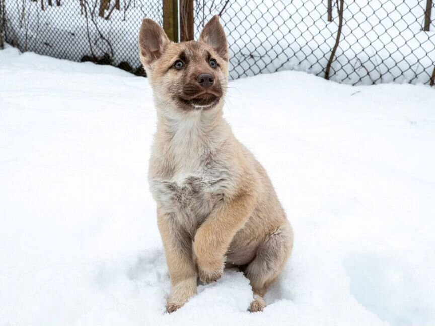 Щенок светлый из приюта бесплатно