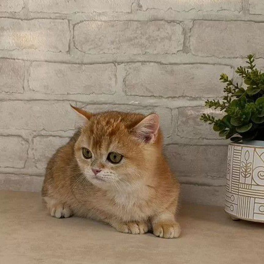 Британские котята золотая шиншилла