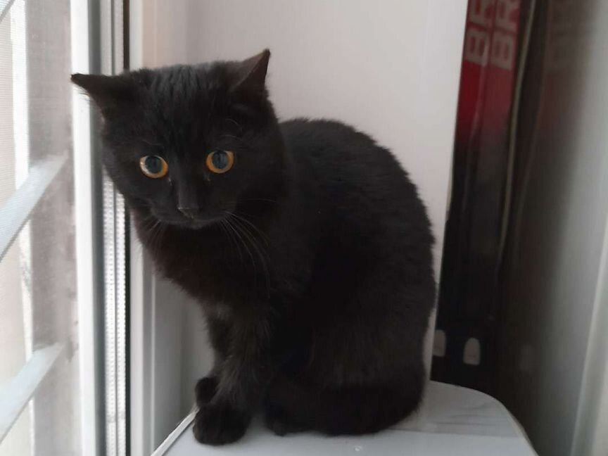 Черная молодая кошечка