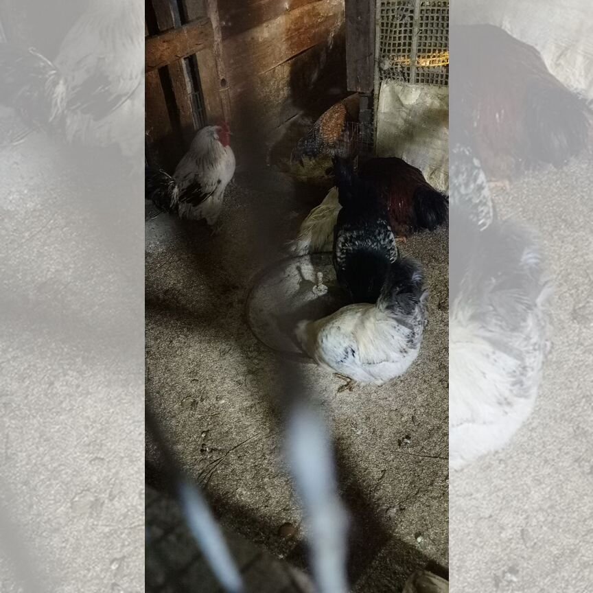 Молодые петухи