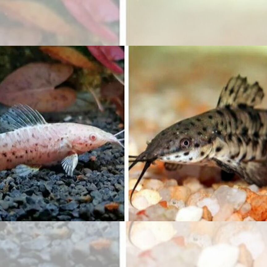 Сомы: торакатум, синодонтис, анциструс