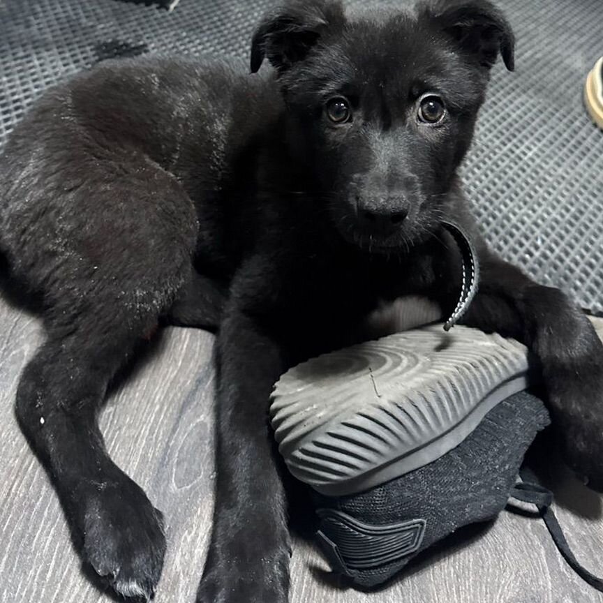 Немецкая овчарка, щенок