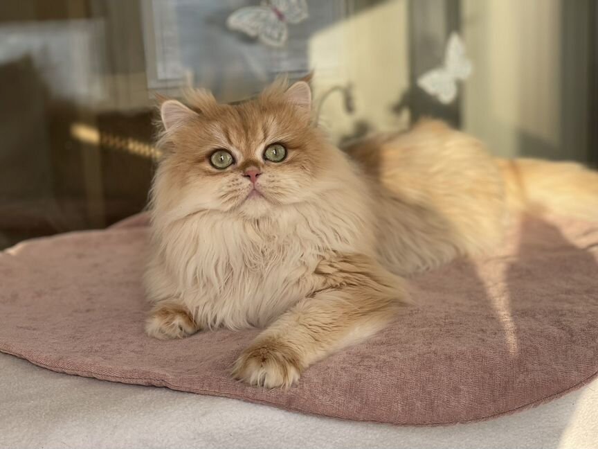 Британский котик