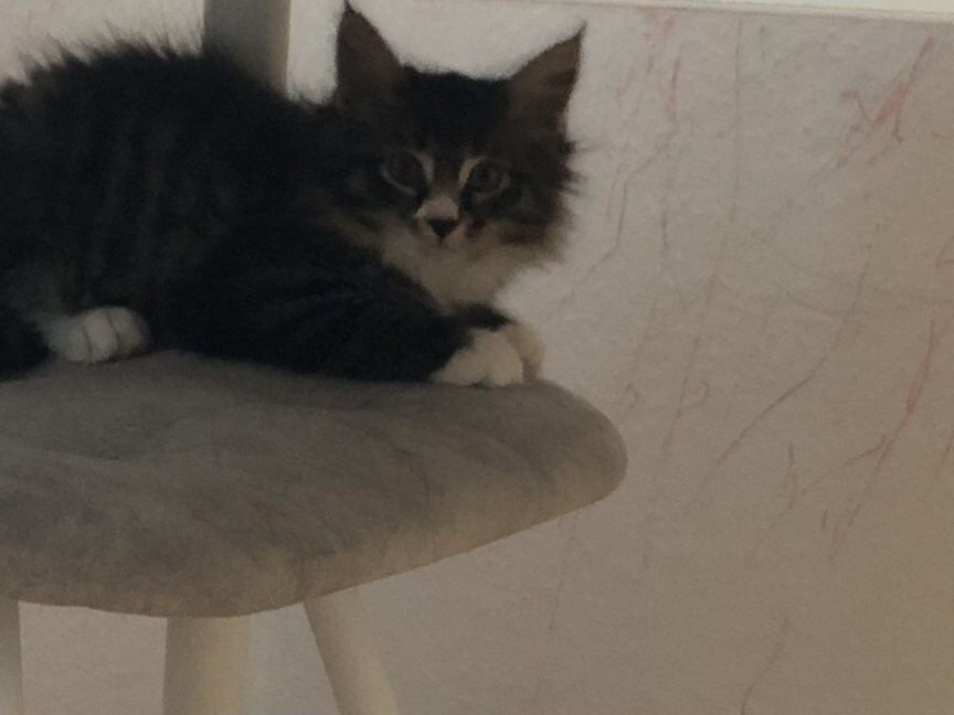Мейн кун котенок