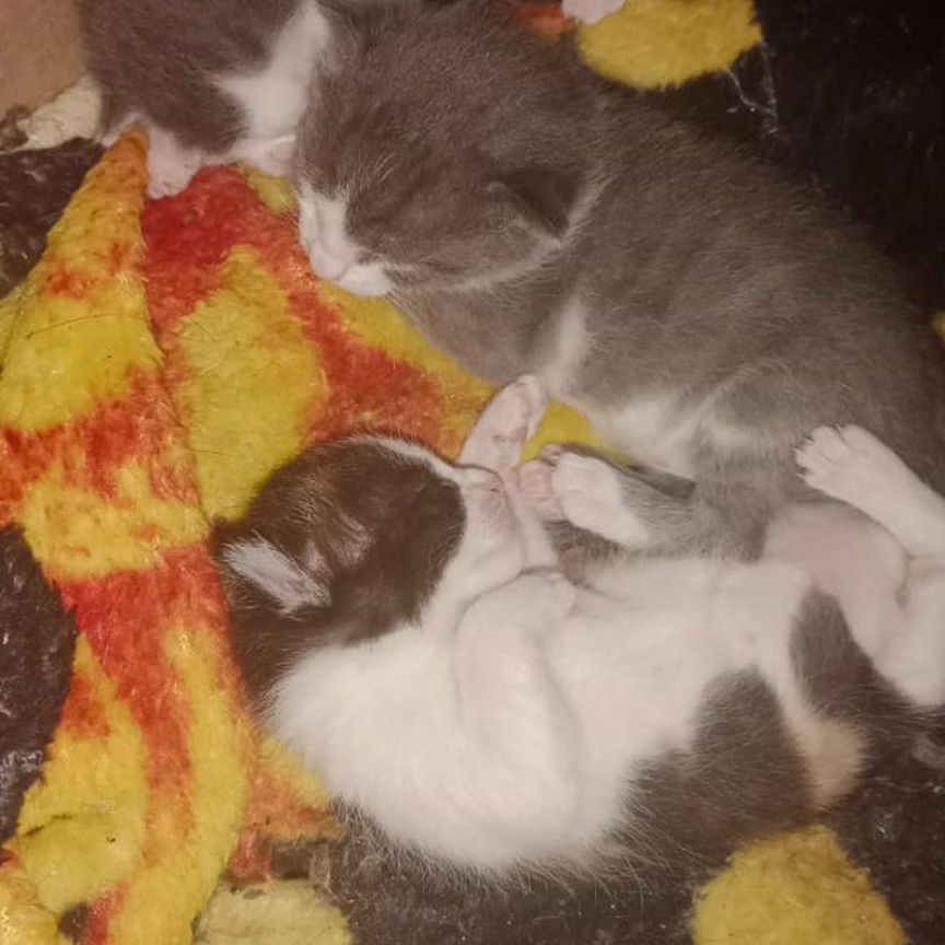 Котята в добрые руки
